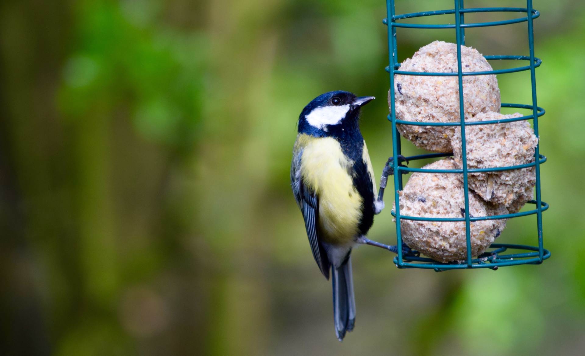 Quality Bird Food, Seed, and Bird Feeders