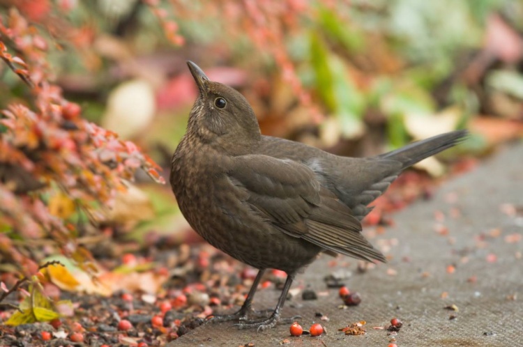 When is the Best Time to put out Bird Food: Seasonal Guides to Bird Feeding