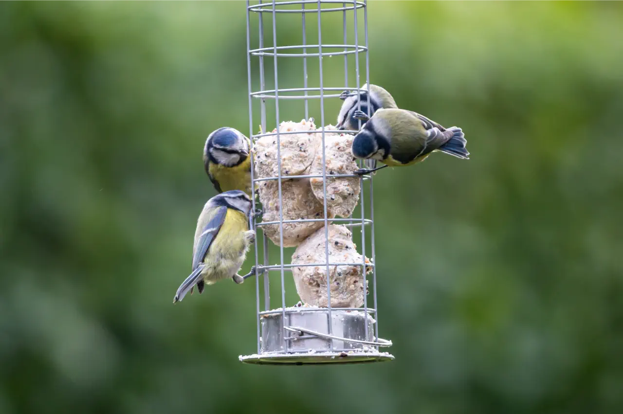 Discover the Best Fat Ball Feeders for Birds: Attract Feathered Friends ...
