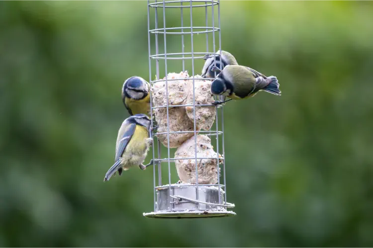 Discover the Best Fat Ball Feeders for Birds: Attract Feathered Friends ...