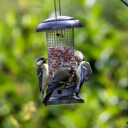 Feeding Peanuts to Birds, Top 10 Tips and Advice - BeakyBites