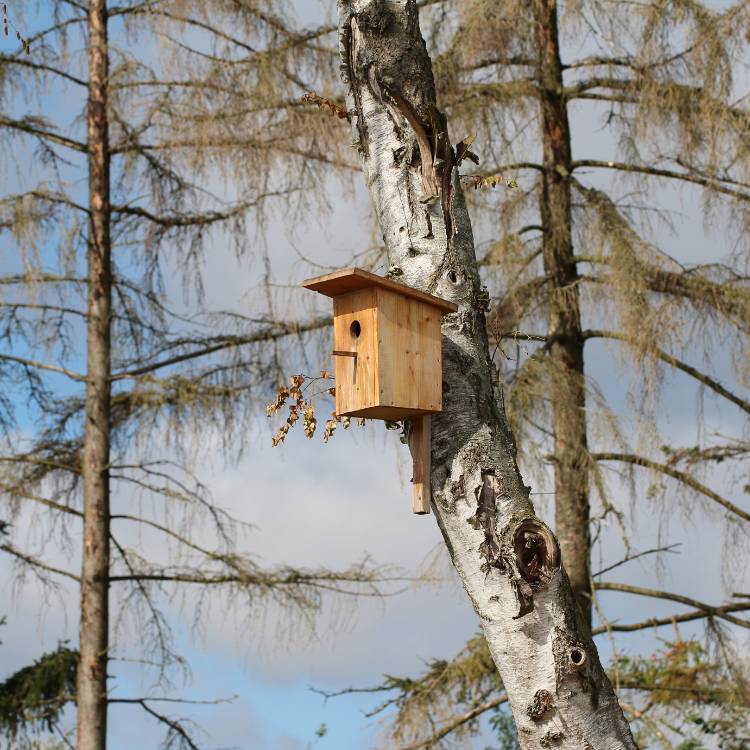 Encouraging Birds to Your Garden: A Complete Guide to Nest Boxes