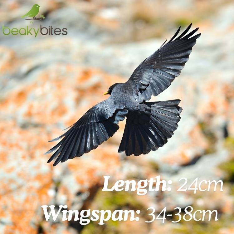 BeakyBites Blackbird Bird Facts