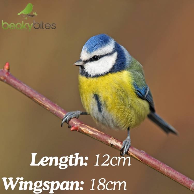 BeakyBites Blue Tit Bird Facts