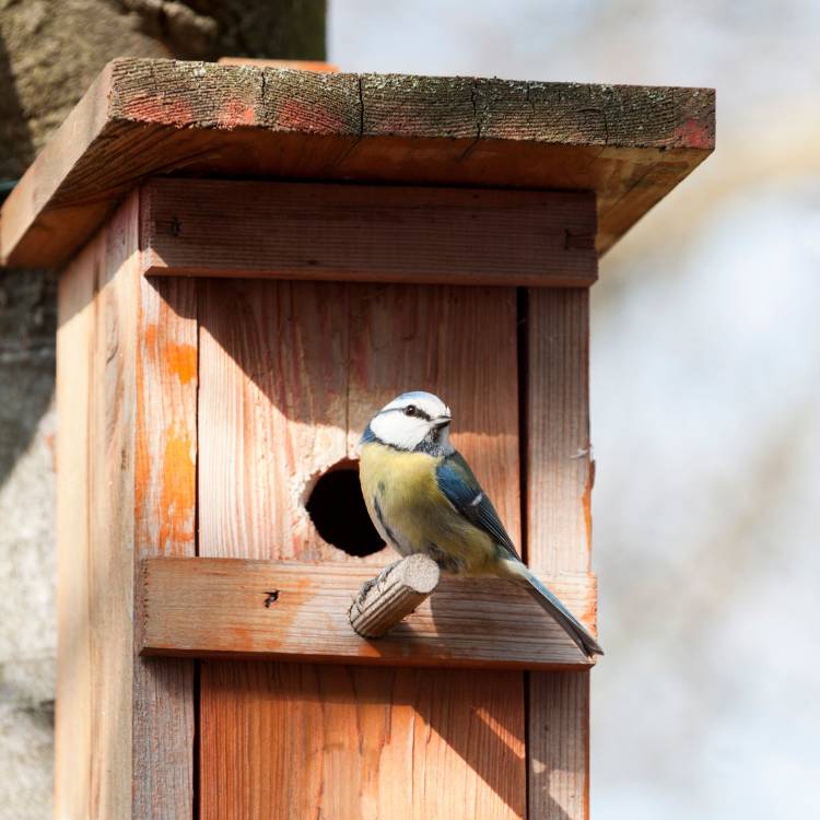 Wooden Bird Box: A Perfect Shelter for British Garden Birds