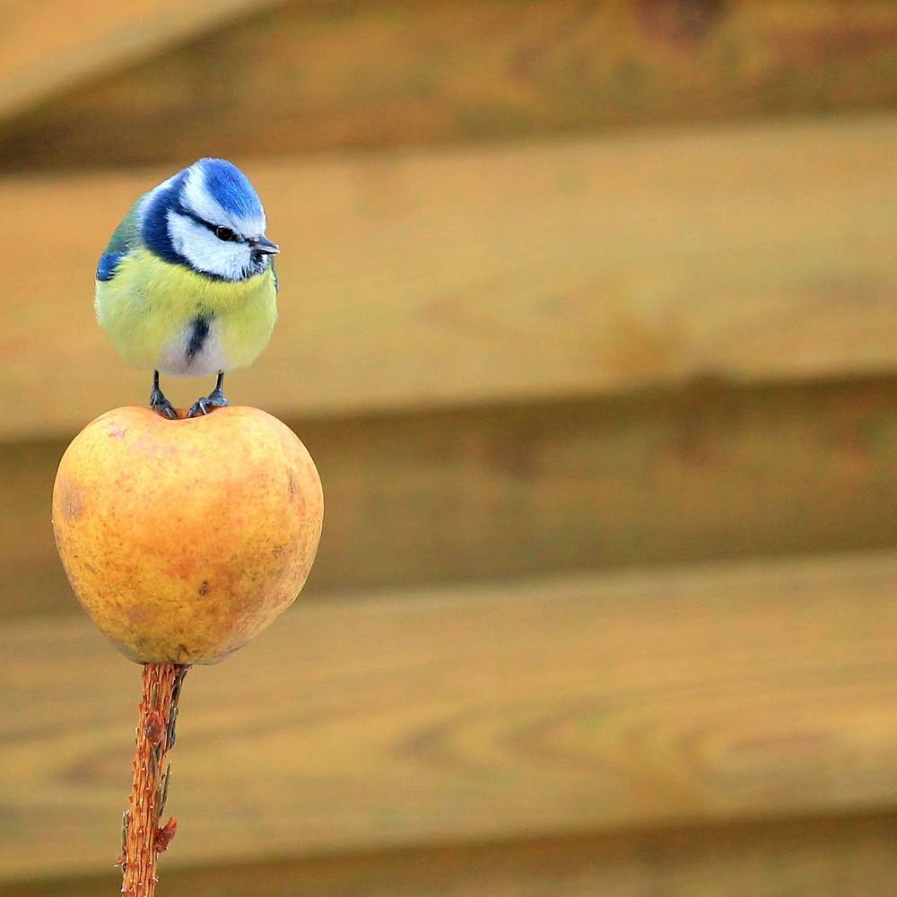 Can You Feed Apples to Birds? : How to Add Fruit to Your Feeders