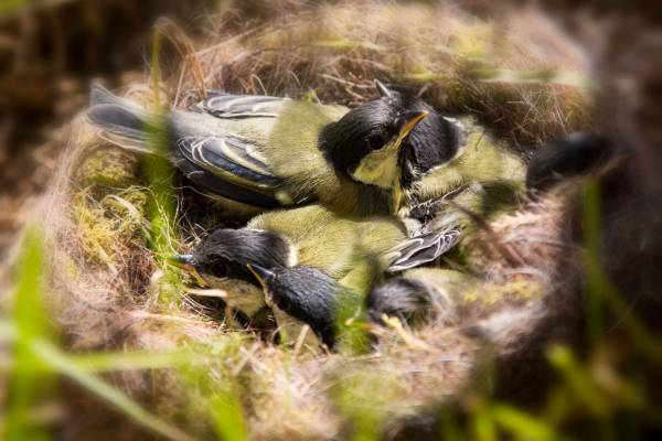 Encouraging Birds to Nest: How to Help Birds Nest in Your Garden