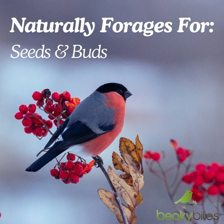 BeakyBites Bullfinch Bird Facts