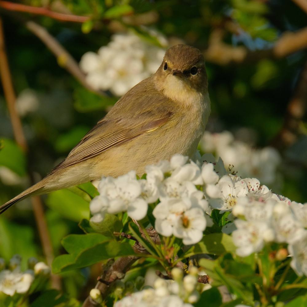 BeakyBites Chaffinch Bird Facts