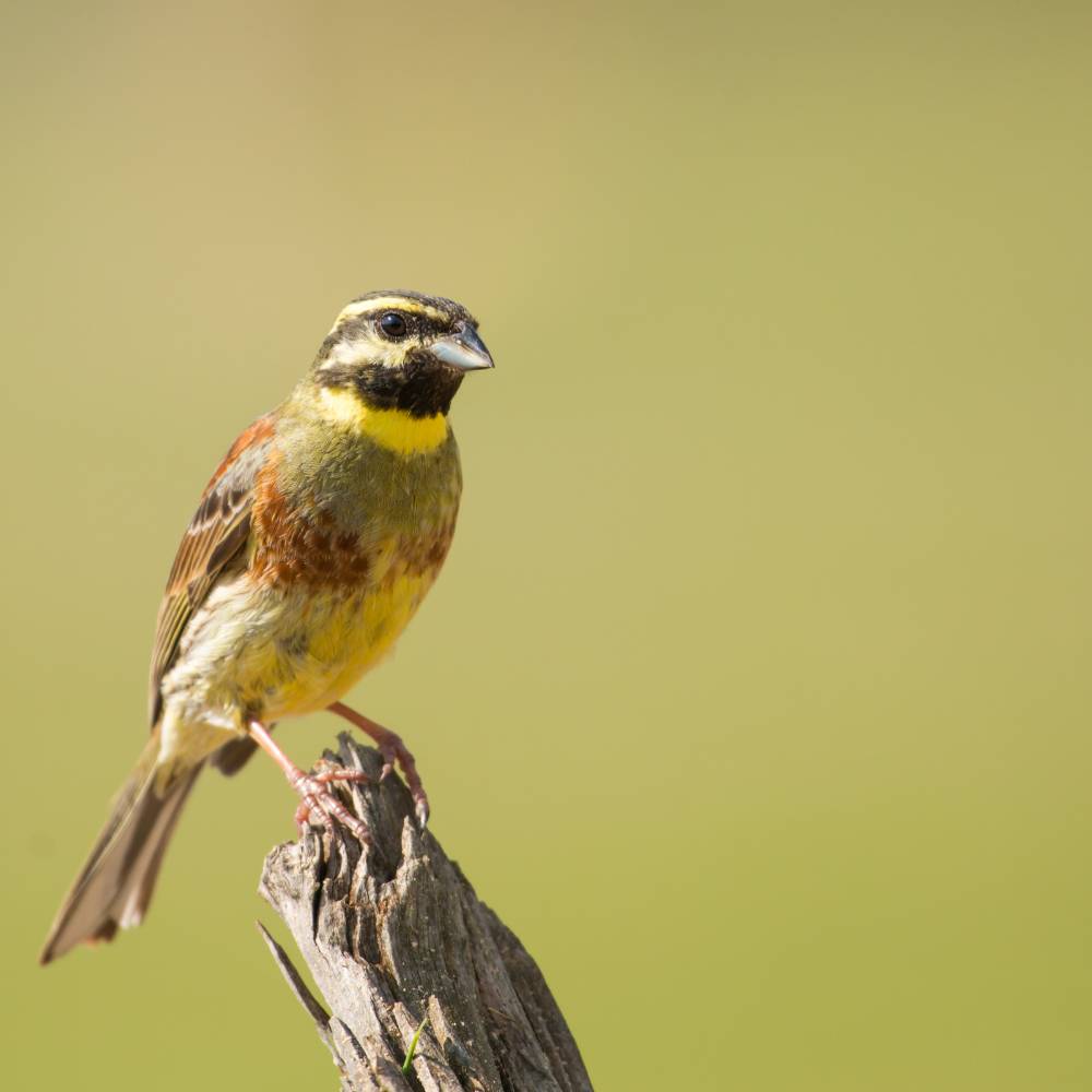 Yellow British Birds: Identification and Fun Facts