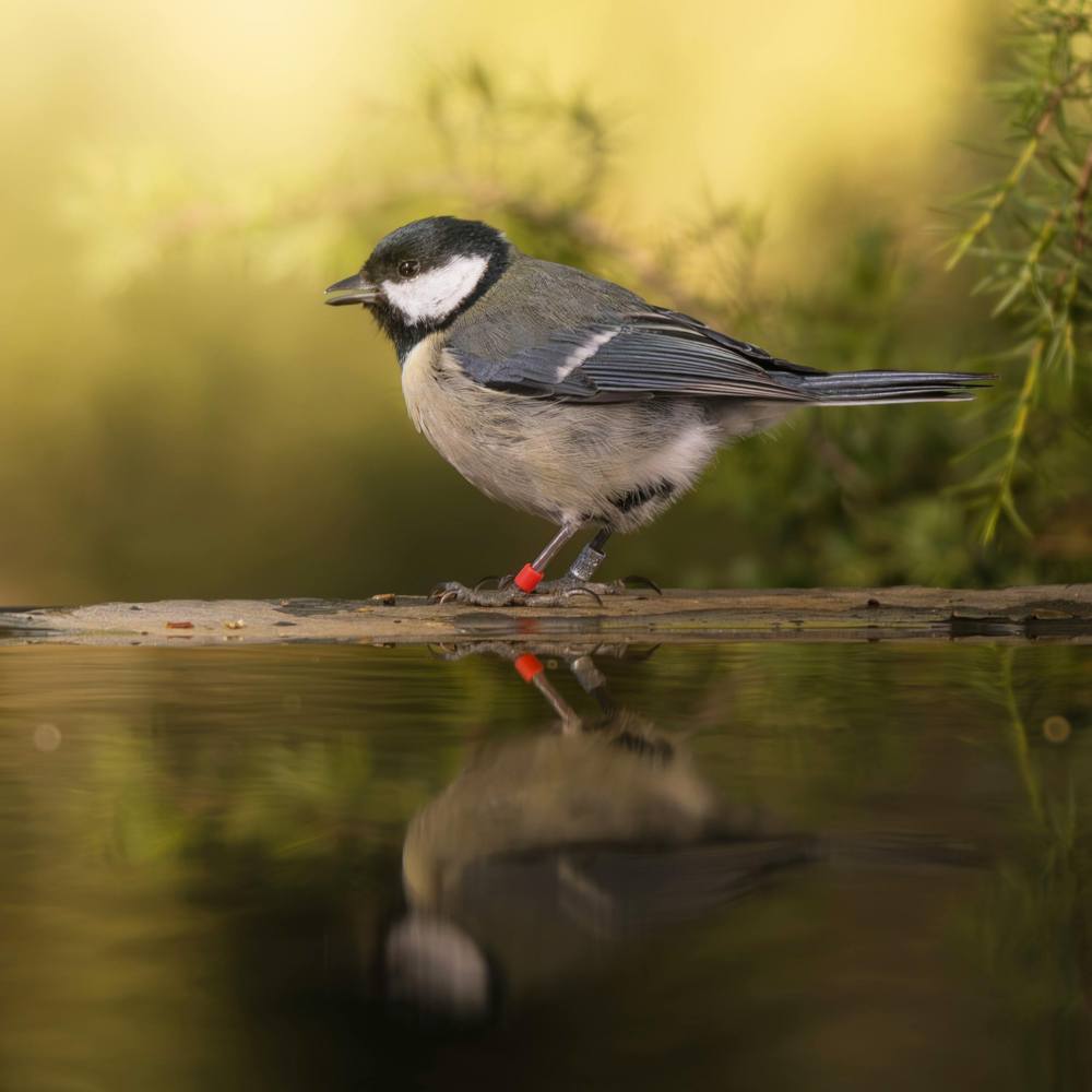 BeakyBites Chaffinch Bird Facts