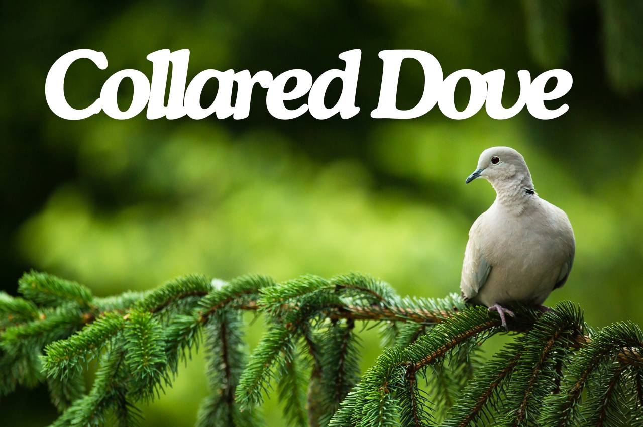 BeakyBites Collard Dove Bird Facts