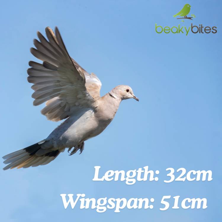 BeakyBites Collard Dove Bird Facts