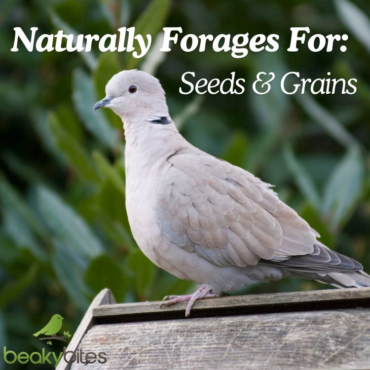 BeakyBites Collard Dove Bird Facts