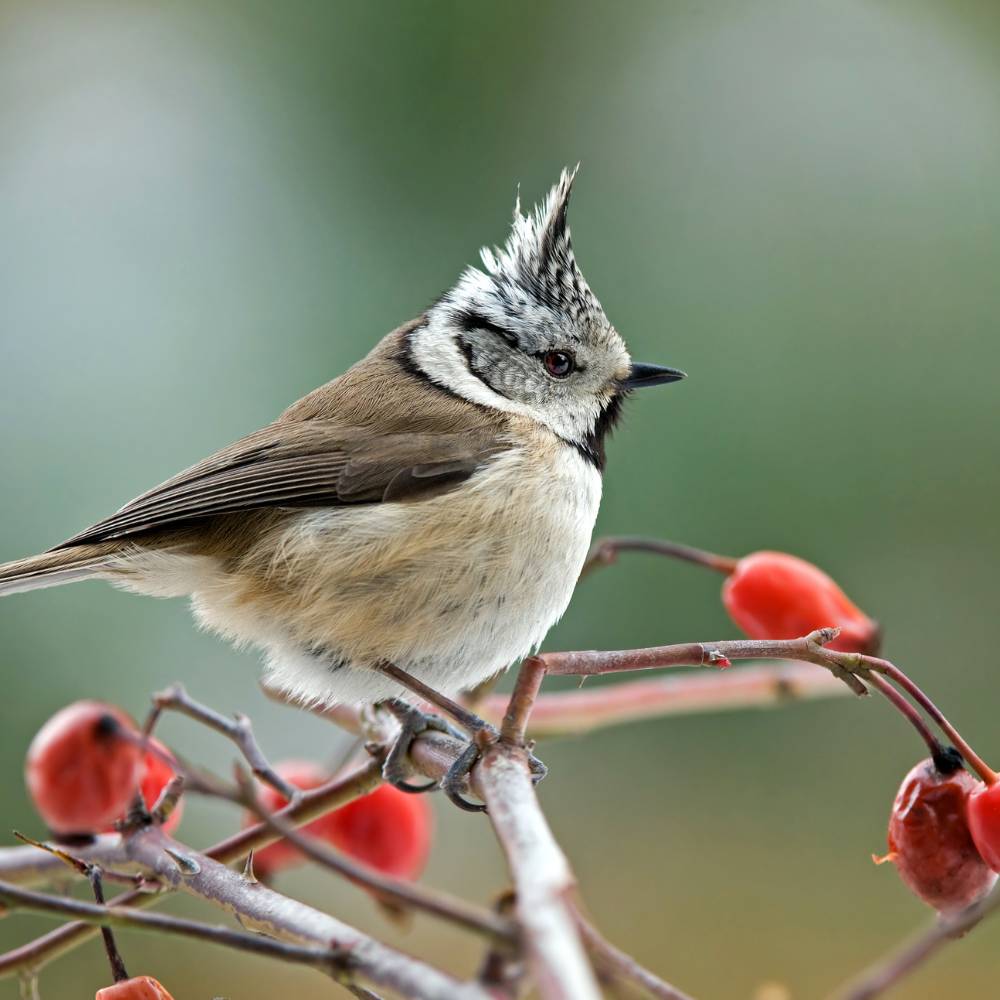 Top 20 Small Birds of England | Identification Guide
