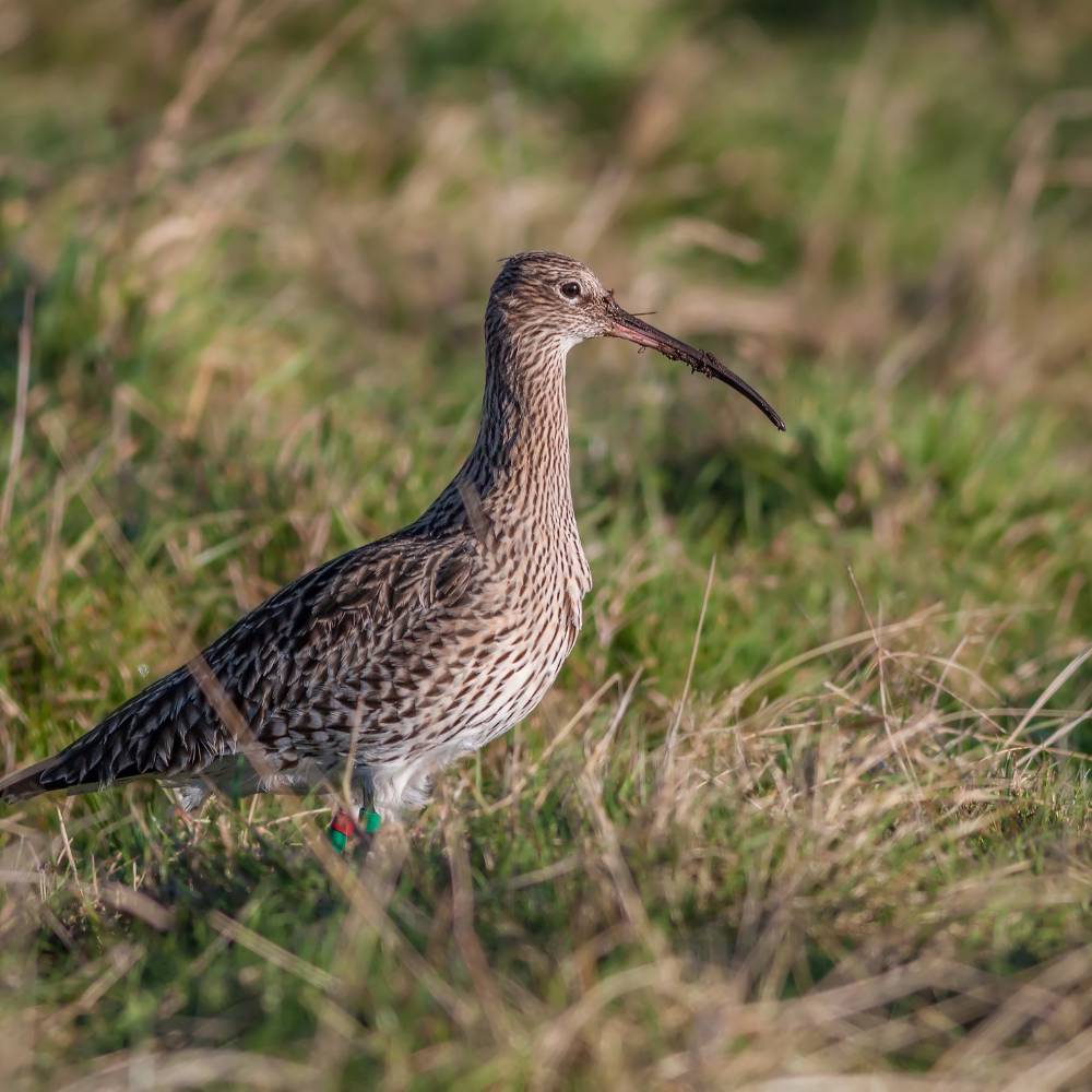 How to Protect UK Ground Nesting Birds: Tips and Insights