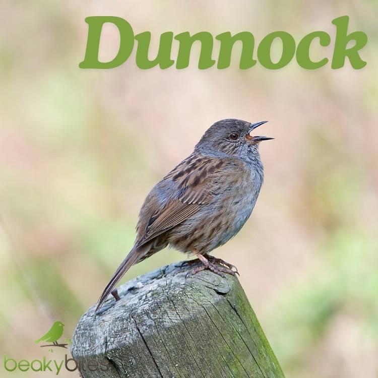 BeakyBites Dunnock Bird Facts