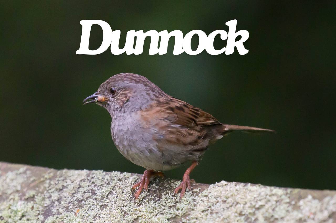 BeakyBites Dunnock Bird Facts