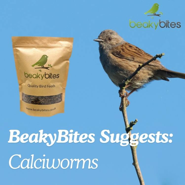 BeakyBites Dunnock Bird Facts