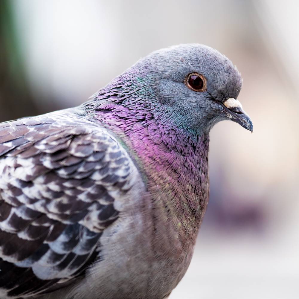 Discover the Fascinating Varieties of Pigeons: A Quick Guide