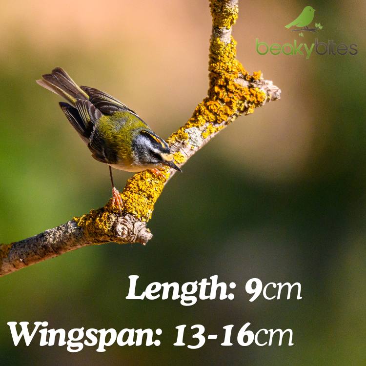 BeakyBites Chaffinch Bird Facts