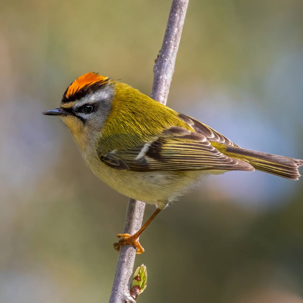 Names Of Small Birds