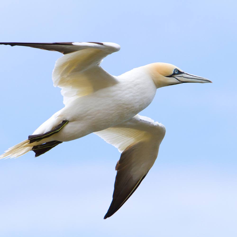 Identify The Top Seaside Birds | Coastal Guide