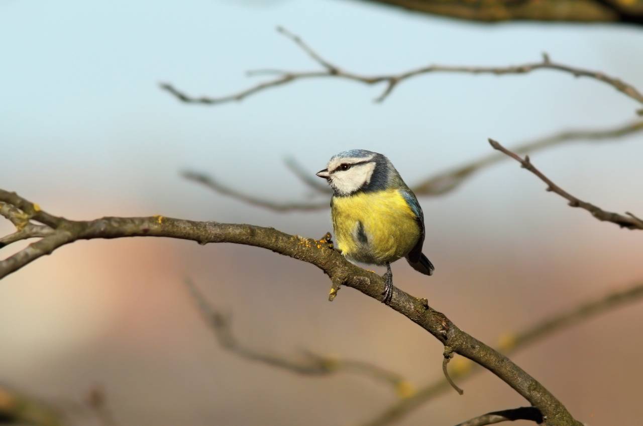 British Garden Birds: A Complete Guide to Welcoming Wildlife Into Your ...