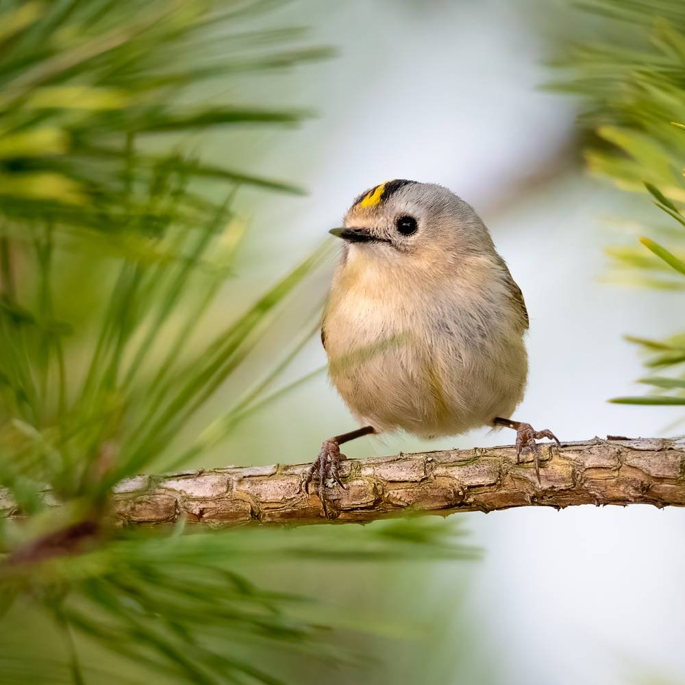 Top 20 Small Birds of England | Identification Guide