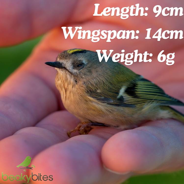 BeakyBites Goldcrest Bird Facts