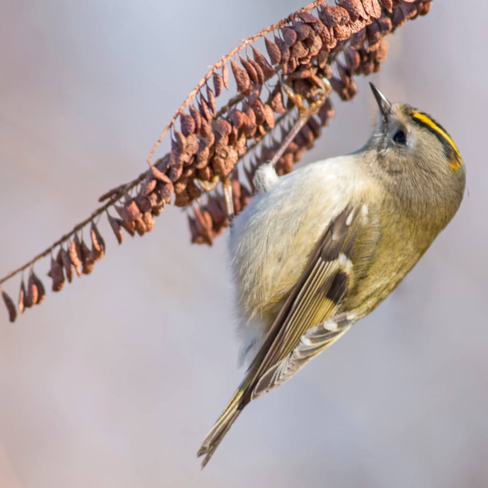 BeakyBites Goldcrest Bird Facts