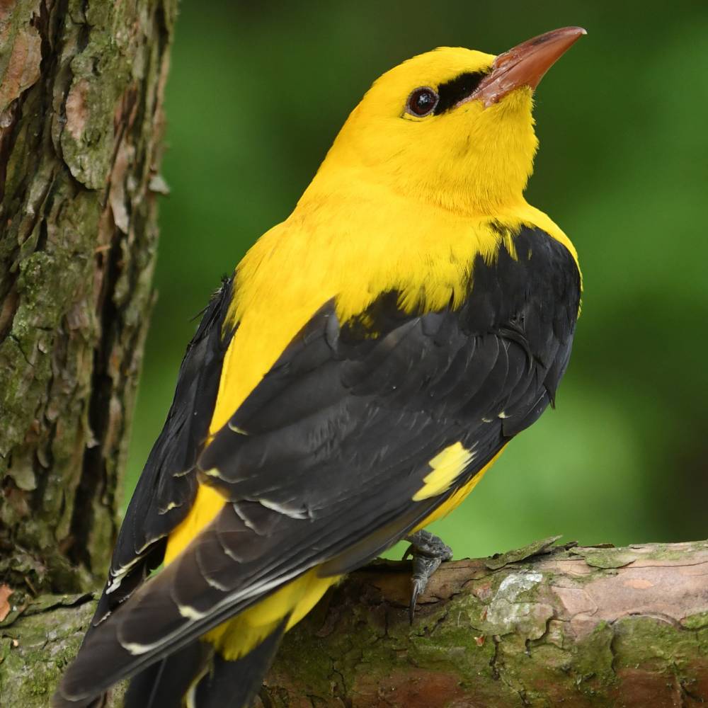 Yellow British Birds: Identification and Fun Facts