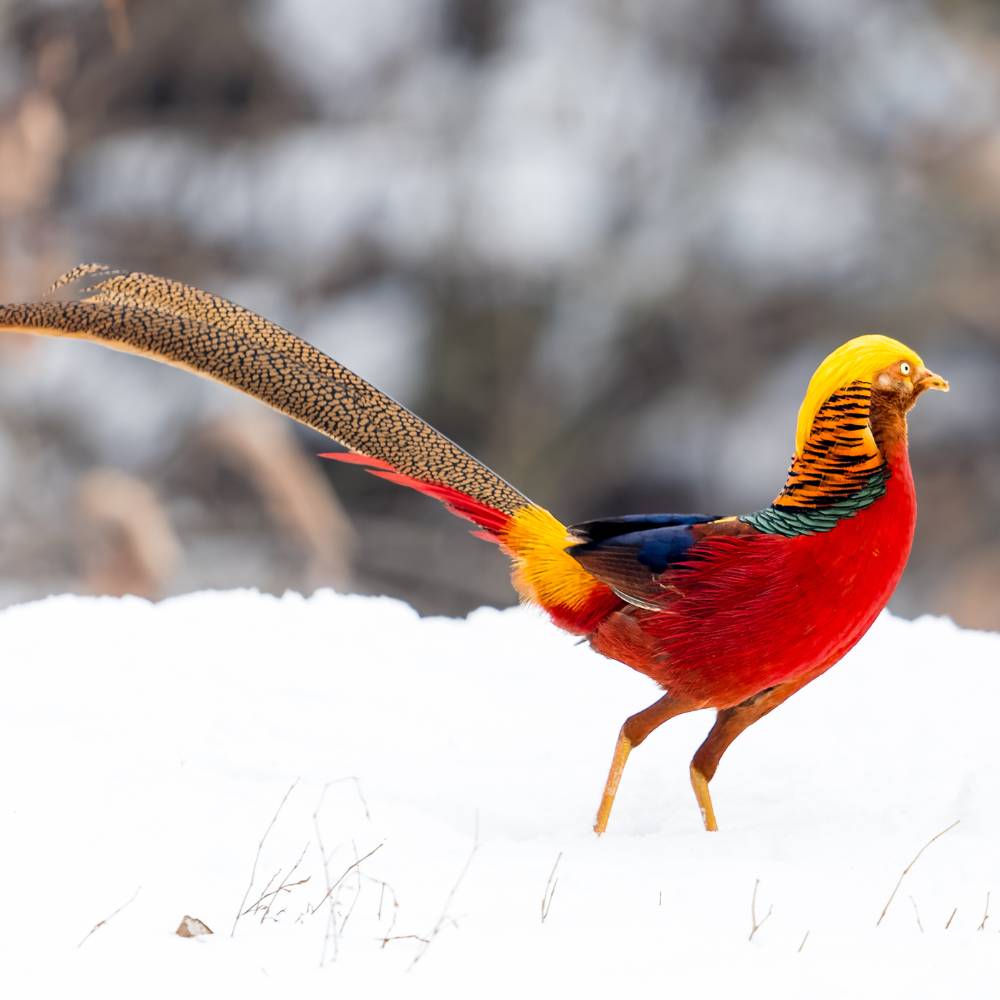 Yellow British Birds: Identification and Fun Facts