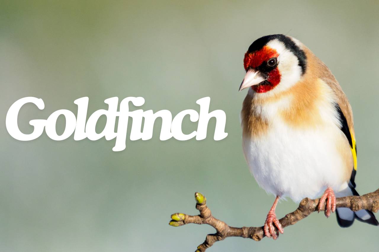BeakyBites Goldfinch Bird Facts
