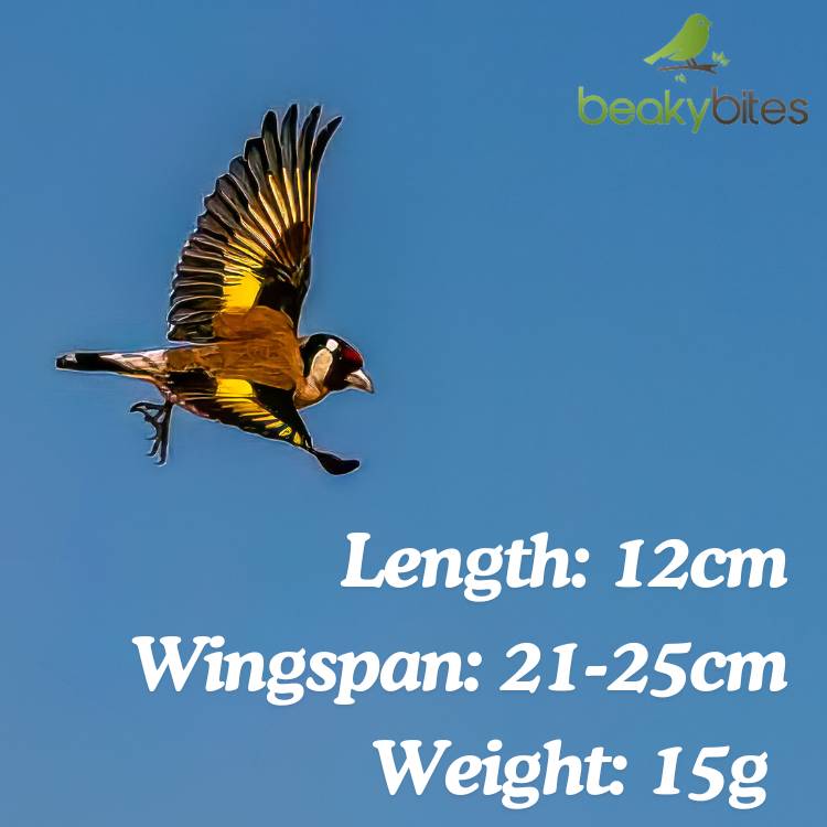 BeakyBites Goldfinch Bird Facts