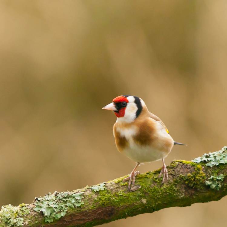 Types Of Finches Uk