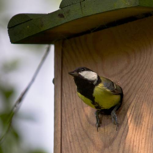 Wooden Bird Box: A Perfect Shelter for British Garden Birds
