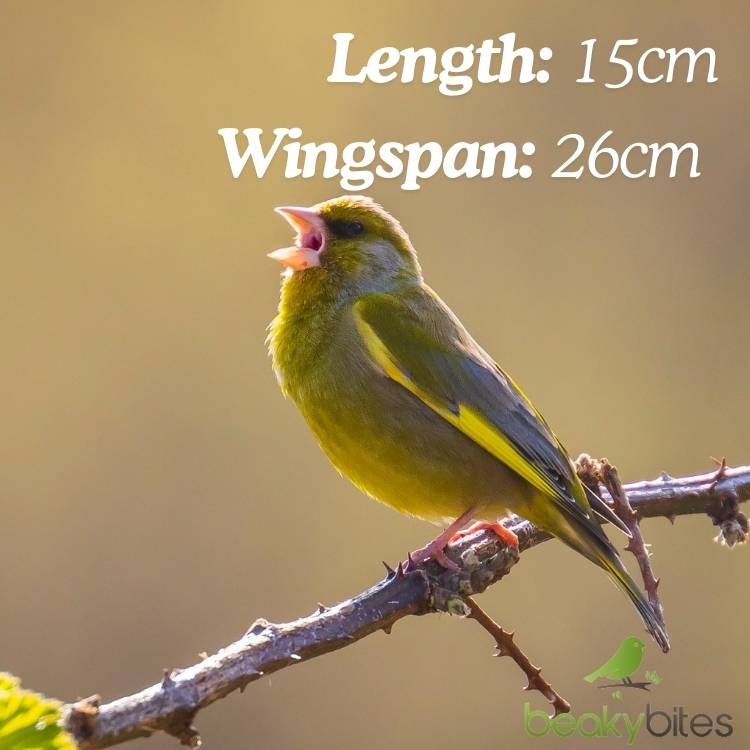 BeakyBites Greenfinch Bird Facts