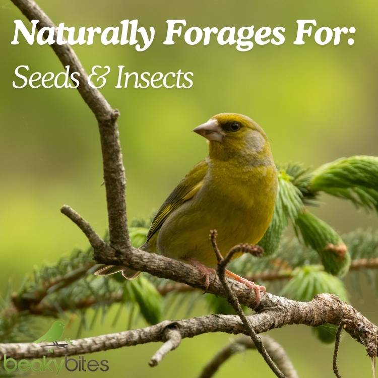 BeakyBites Greenfinch Bird Facts