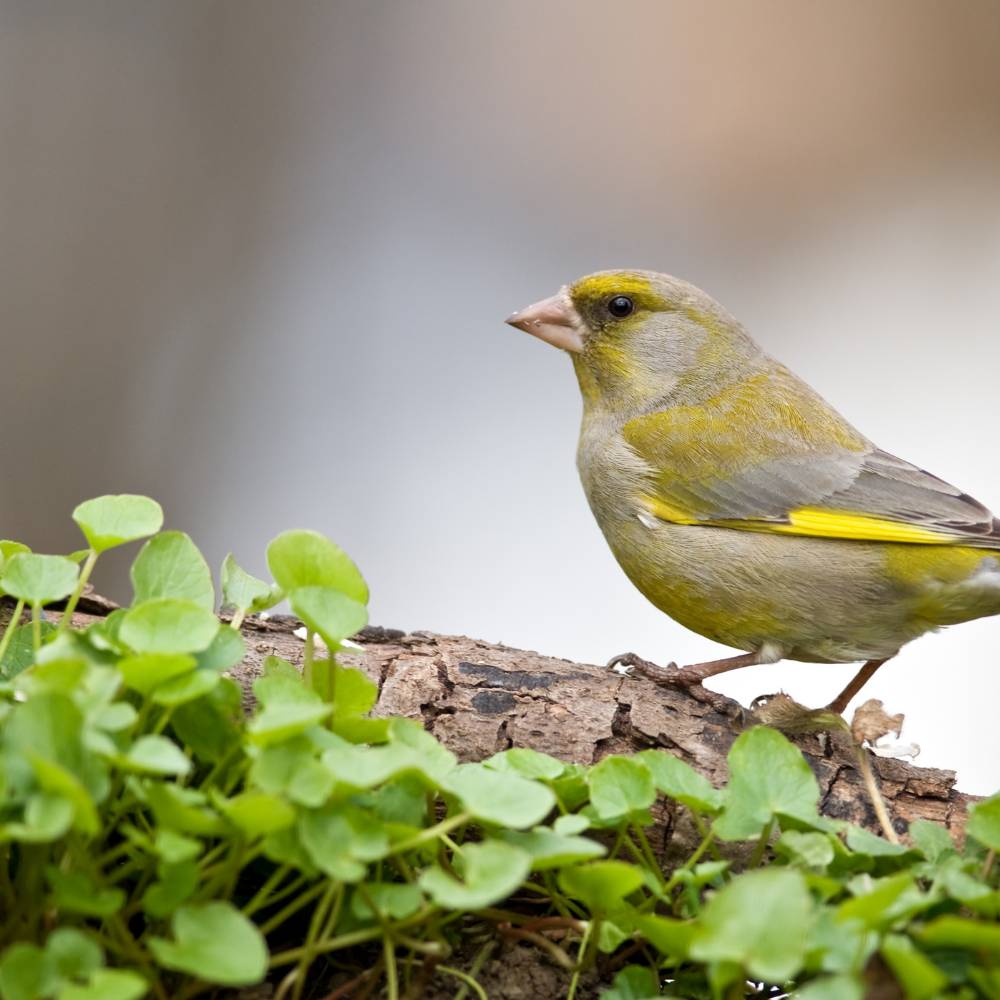 BeakyBites Greenfinch Bird Facts