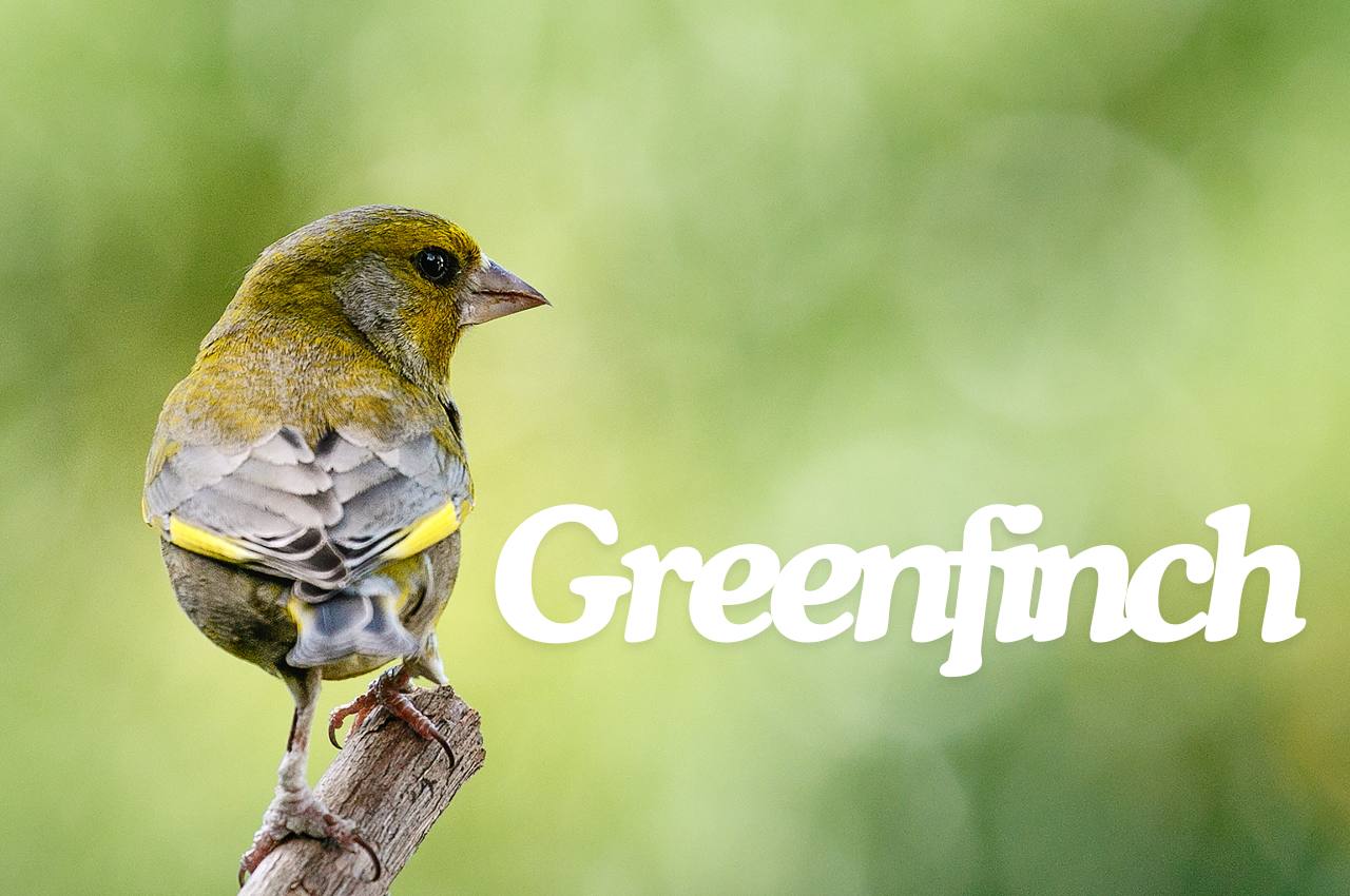 BeakyBites Greenfinch Bird Facts