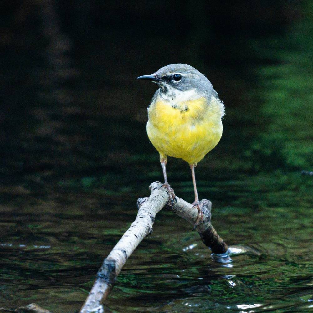 Yellow British Birds: Identification and Fun Facts
