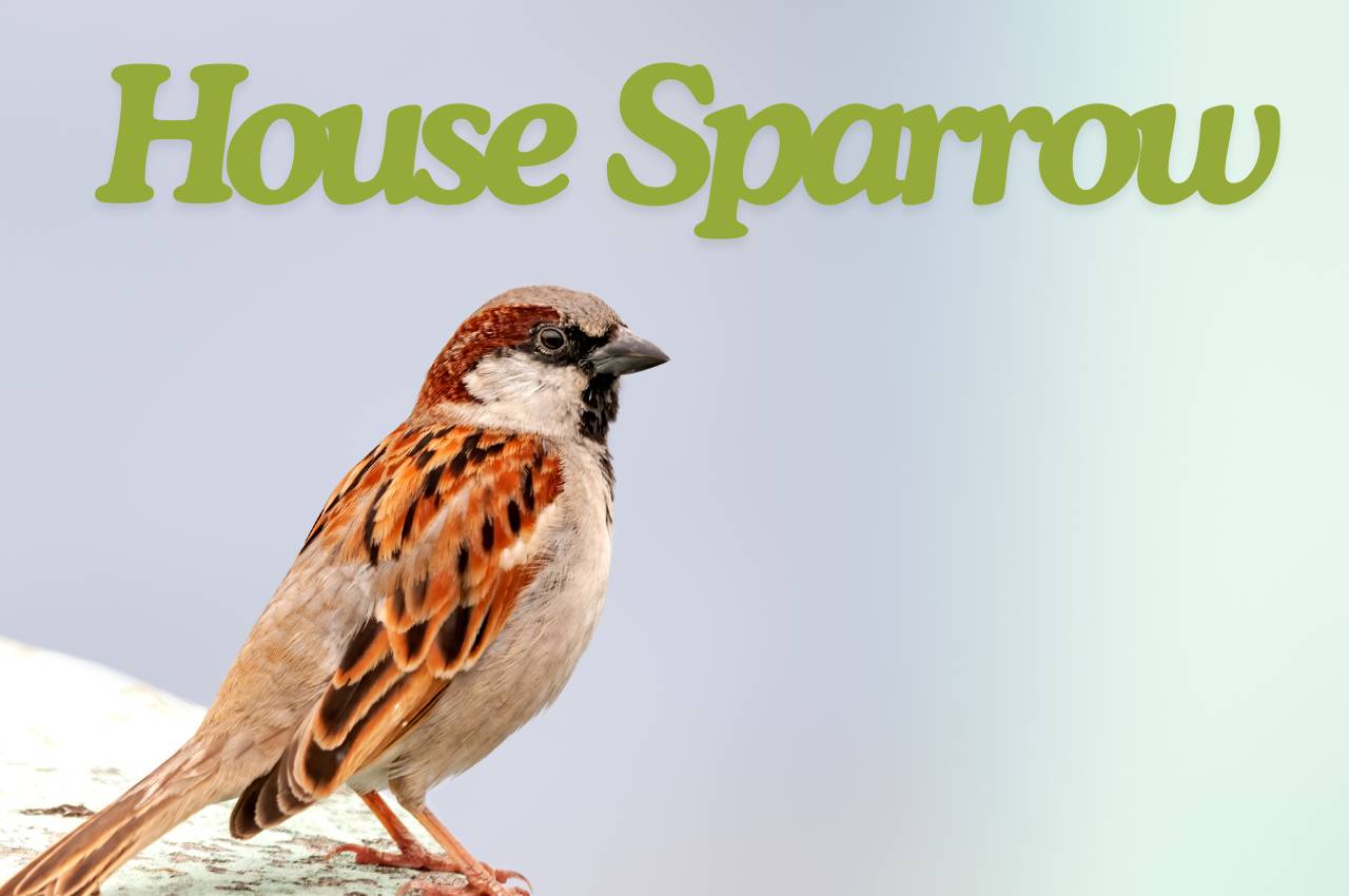 BeakyBites House Sparrow Bird Facts