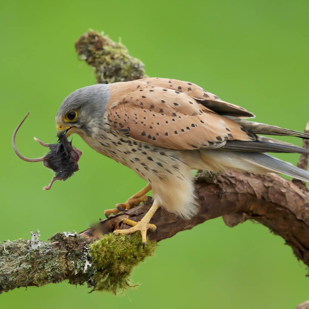BeakyBites Kestrel Bird Facts
