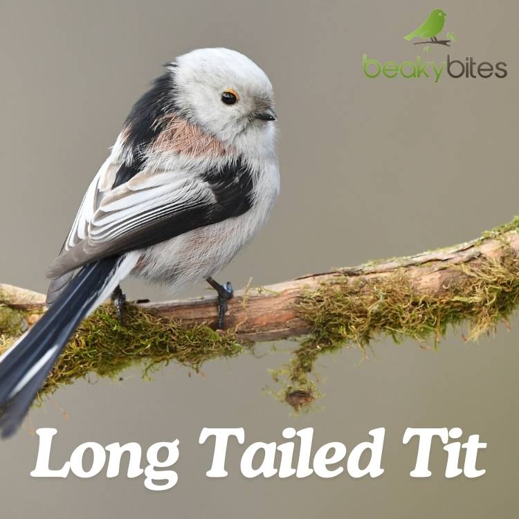 BeakyBites Long Tailed Tit Bird Facts