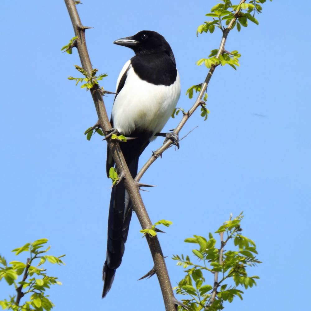BeakyBites Magpie Bird Facts