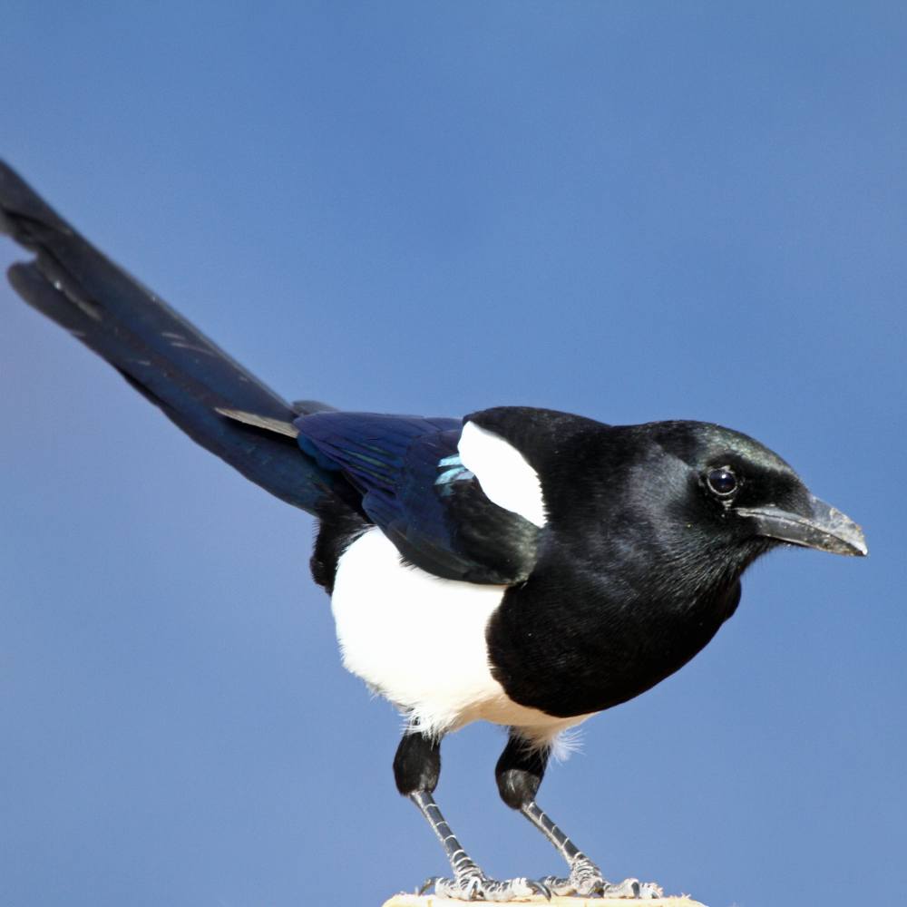 BeakyBites Magpie Bird Facts