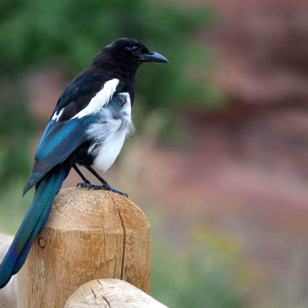 BeakyBites Magpie Bird Facts
