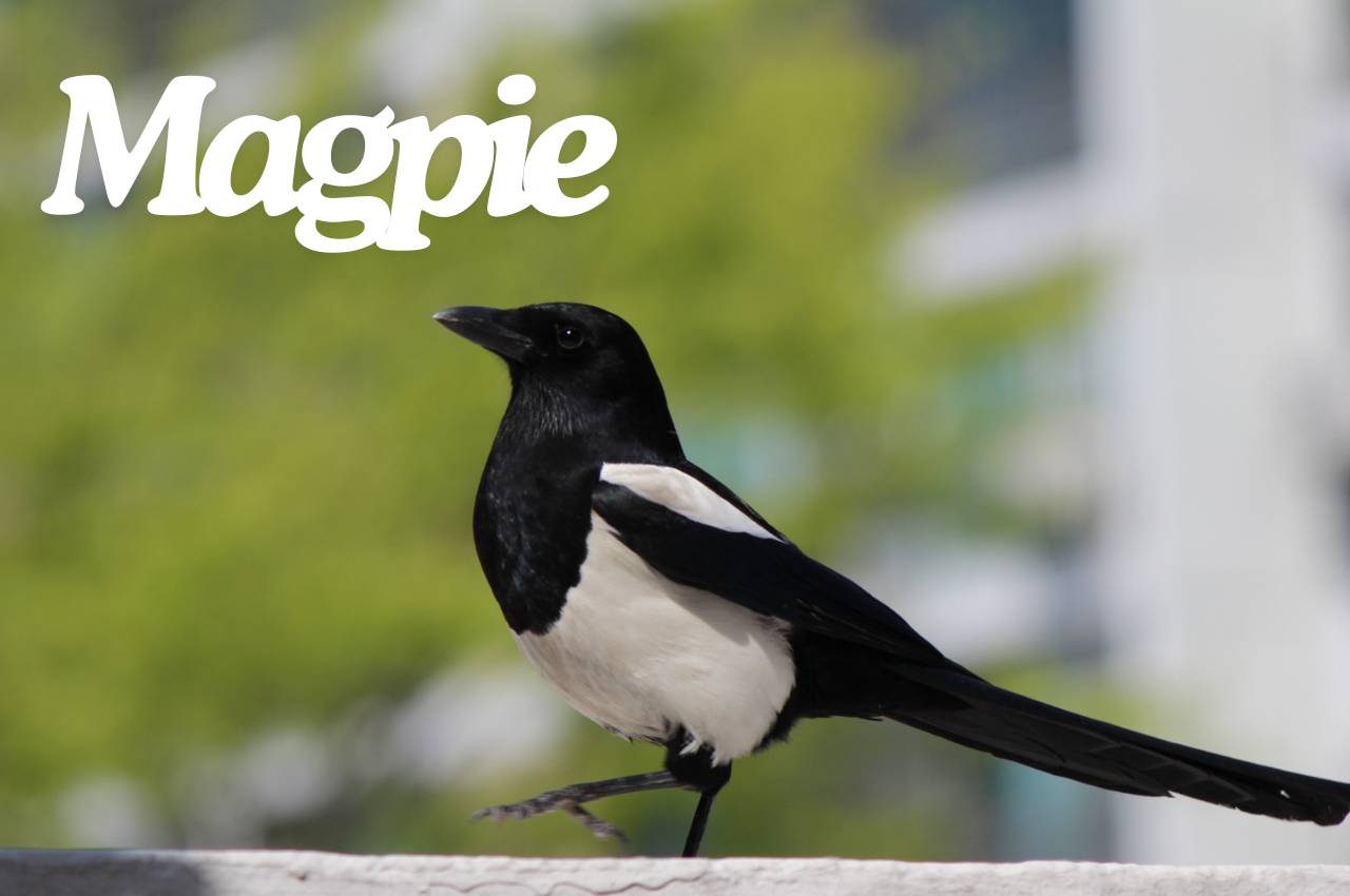 BeakyBites Magpie Bird Facts