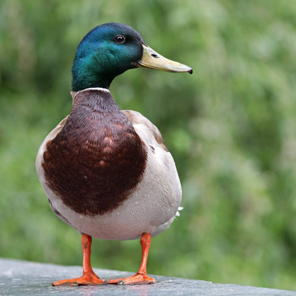 What Does a Duck Eat? | Best Foods for Healthy Ducks